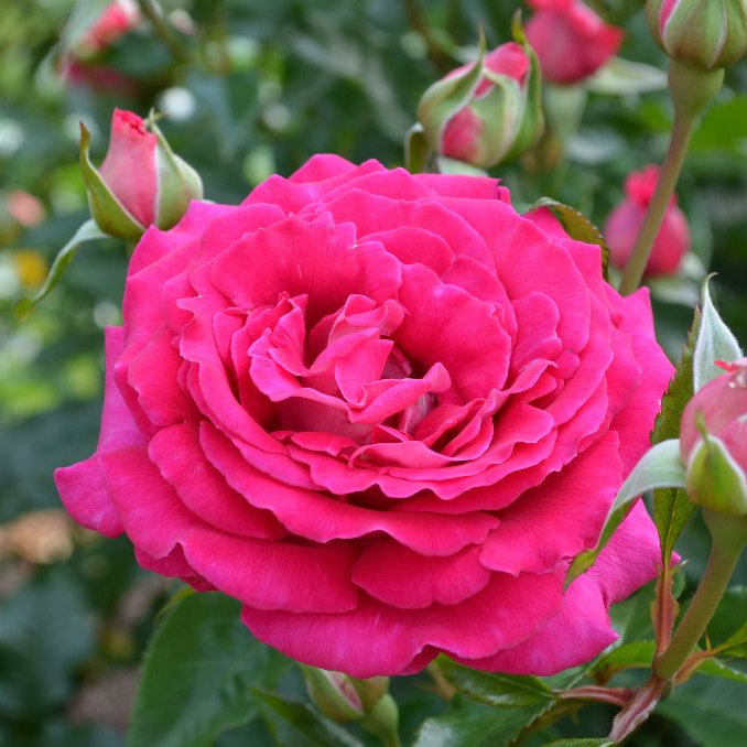 Our Top Rose Varieties