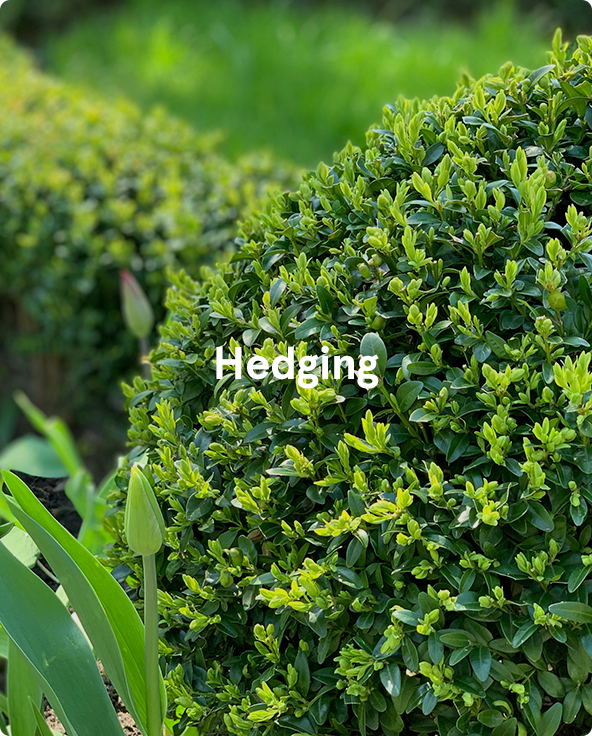 Kings Plant Barn | NZ Garden Centres, Shop Online, Cafes