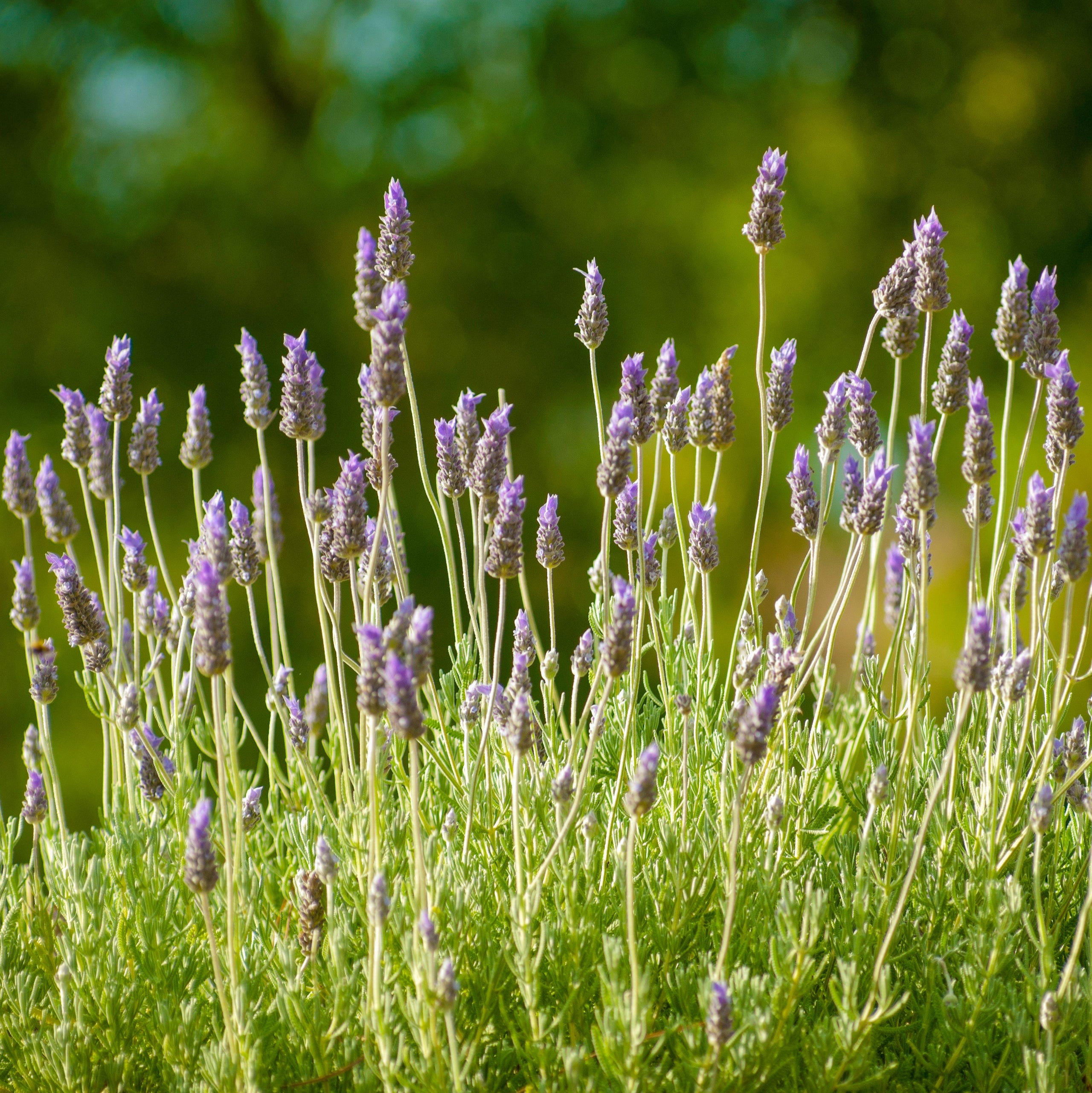 Celebrating the Beauty of Lavender
