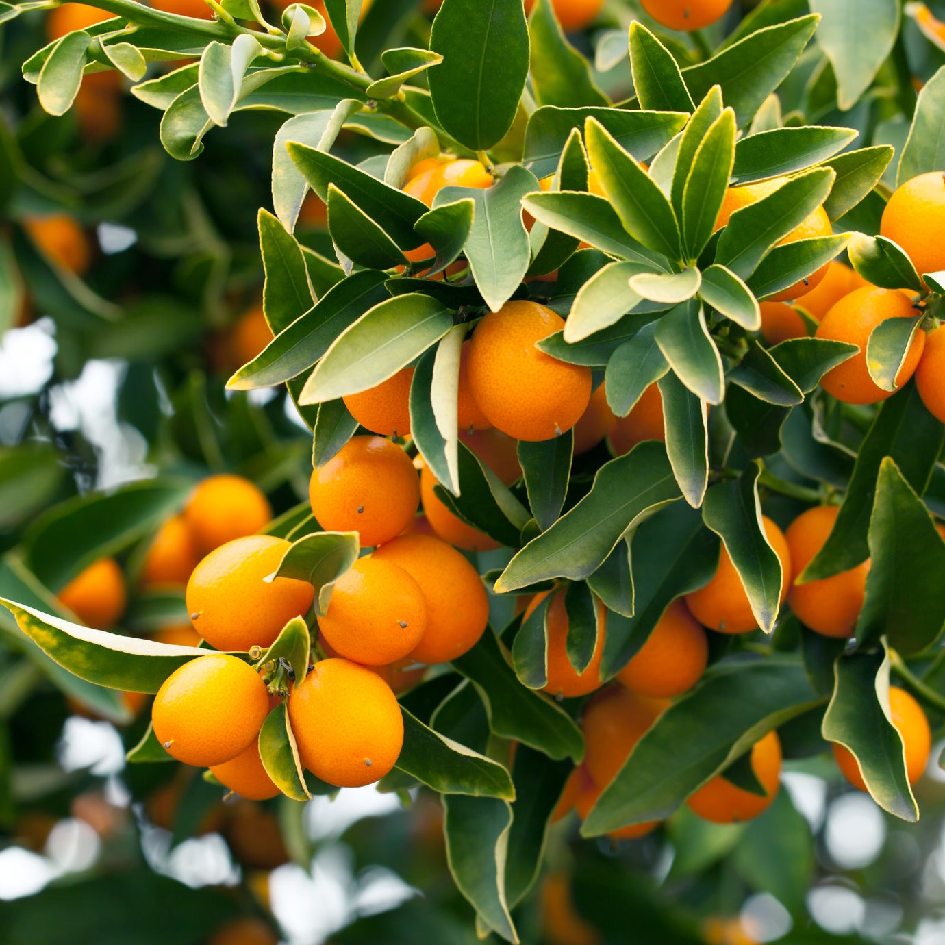 Getting Started with Zesty Citrus