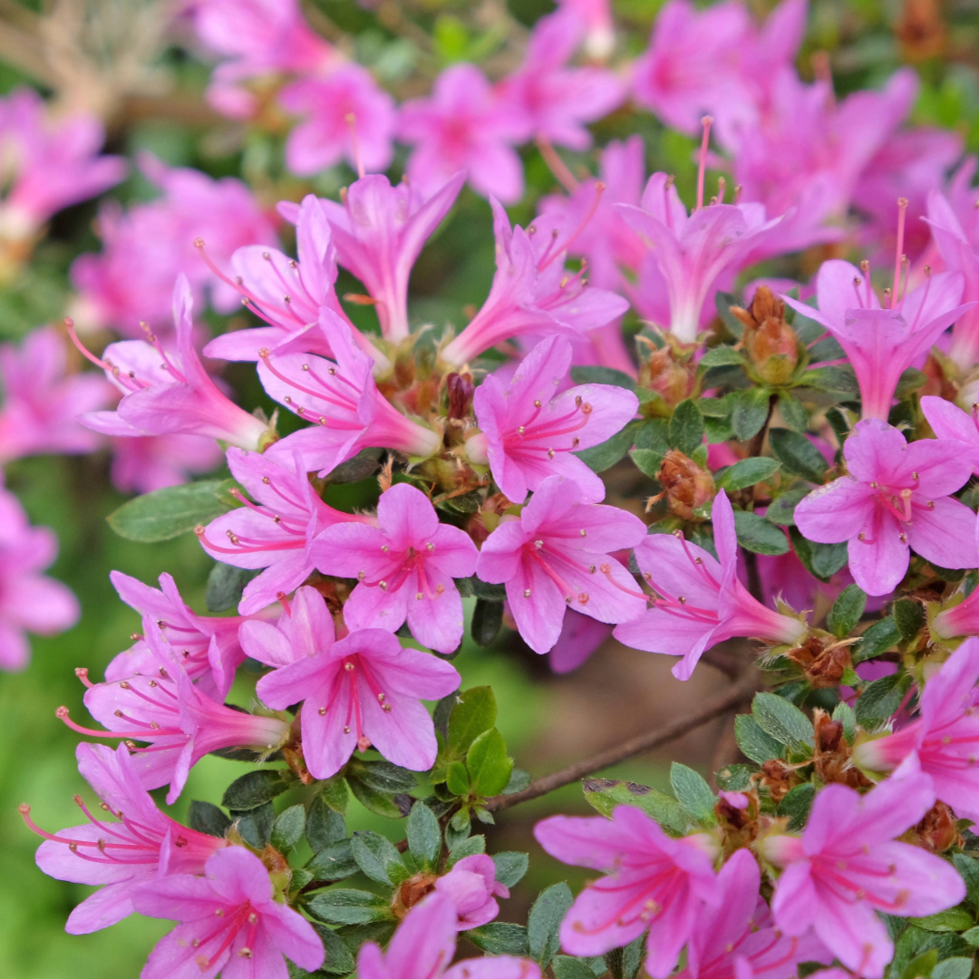 Elevate Your Garden with Winter Colour