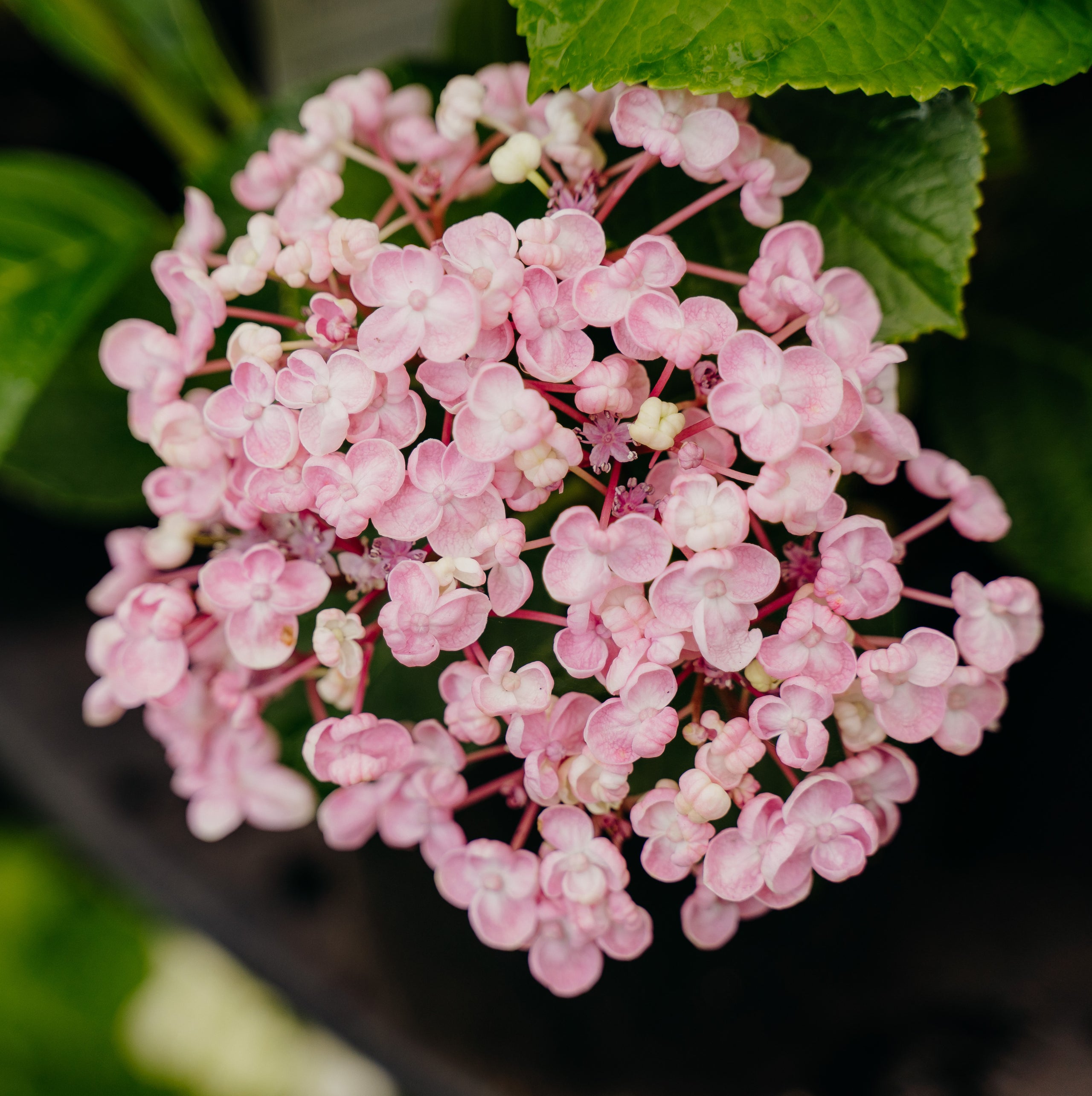Choosing the perfect Hydrangea