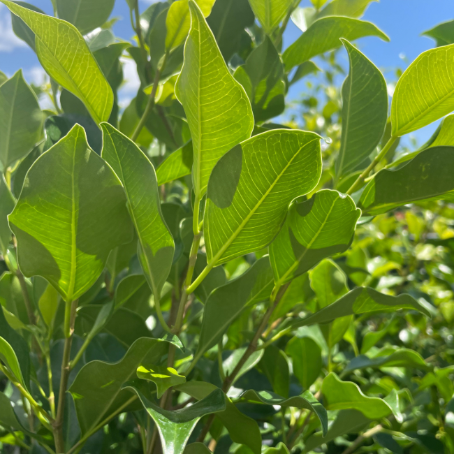 Our Top Hedging Plants