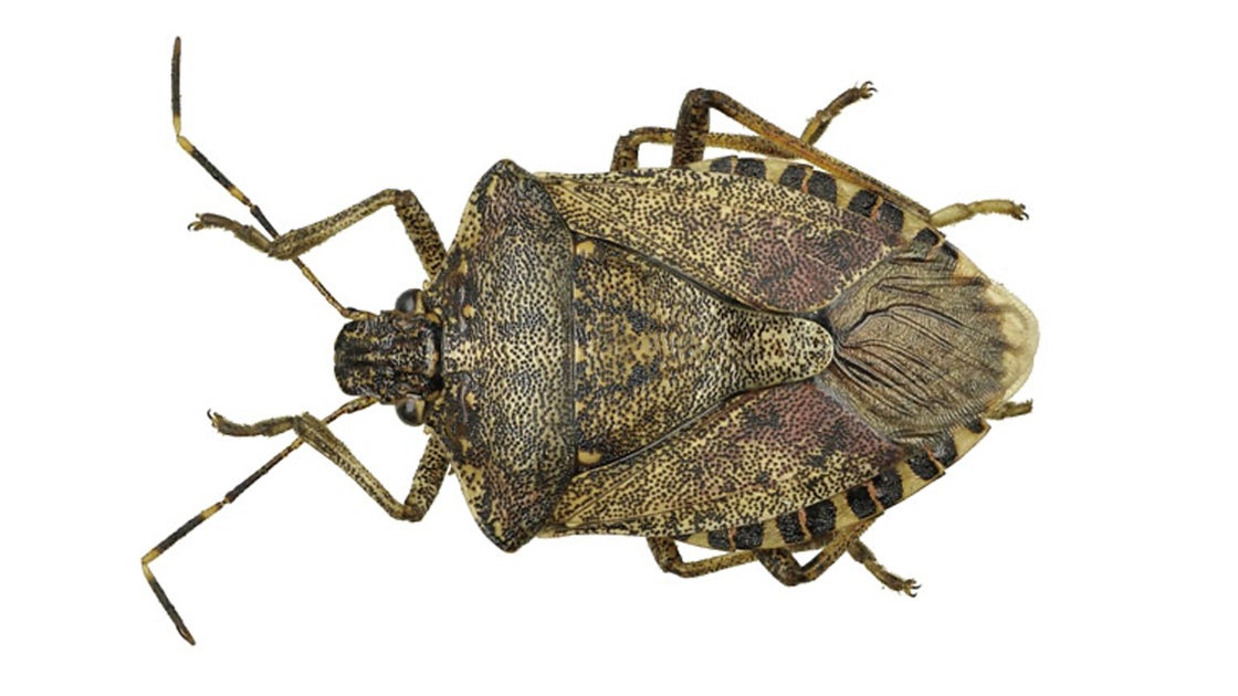 Single Brown Marmorated Stink Bug