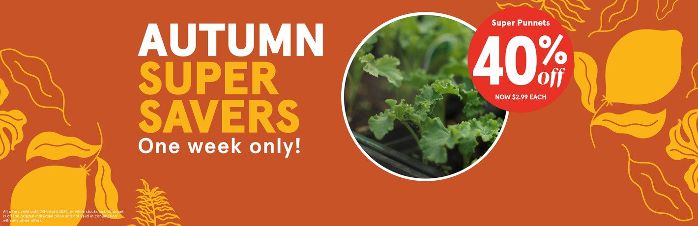 Kings Plant Barn | NZ Garden Centres, Shop Online, Cafes