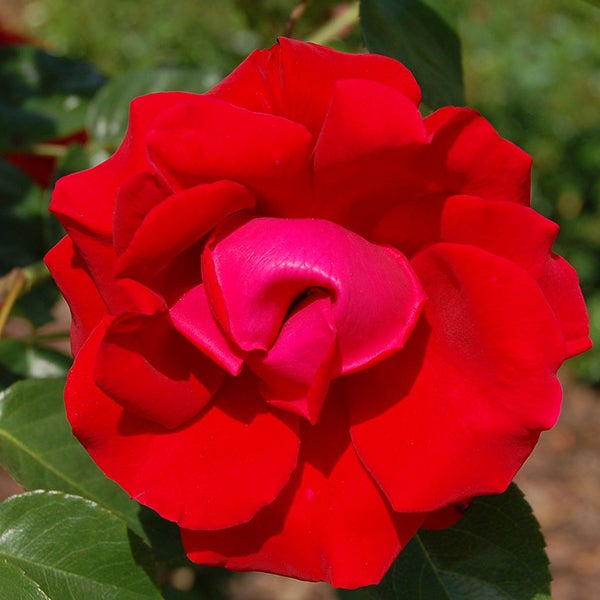 Our Top Rose Varieties