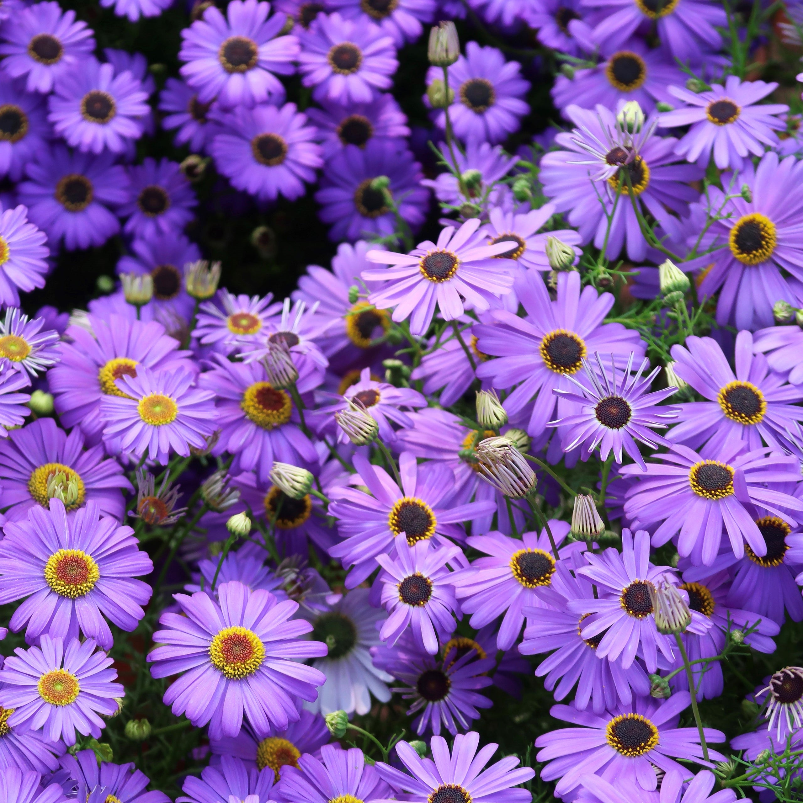 Spring Planting for Bees