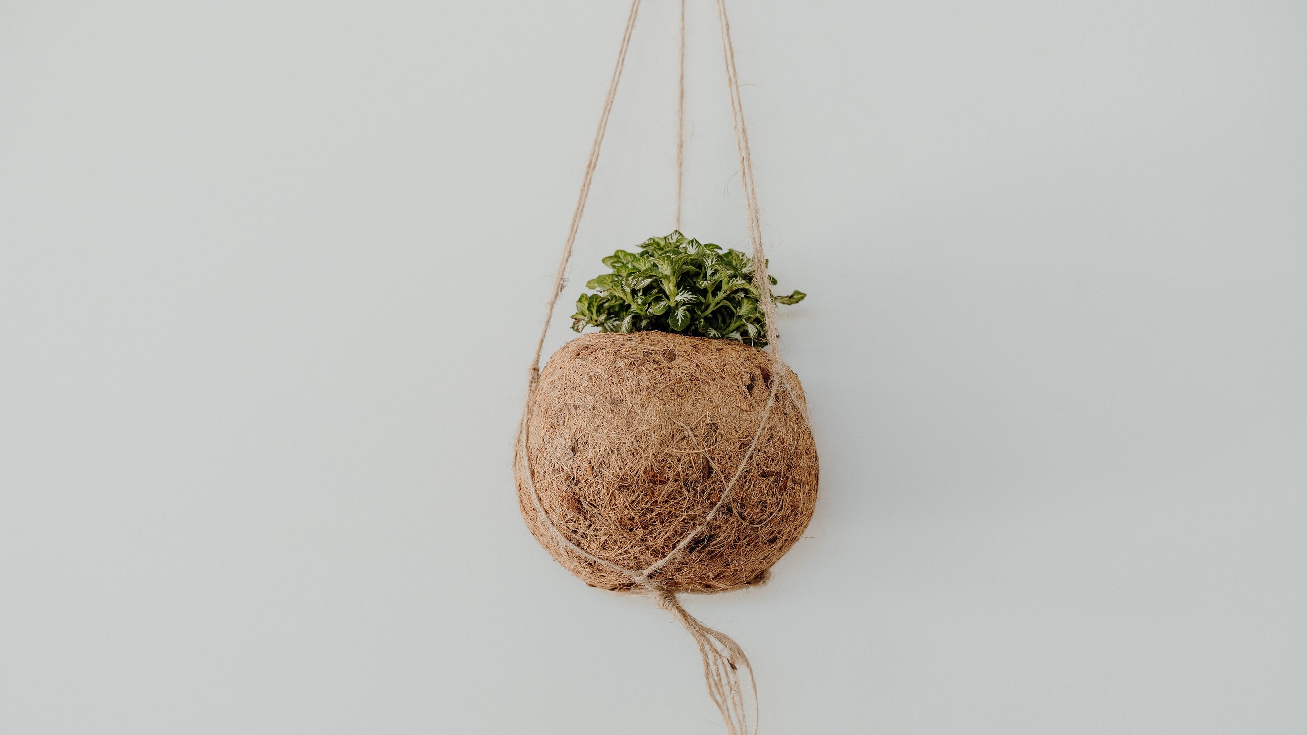 A Beginner's Guide to Kokedama