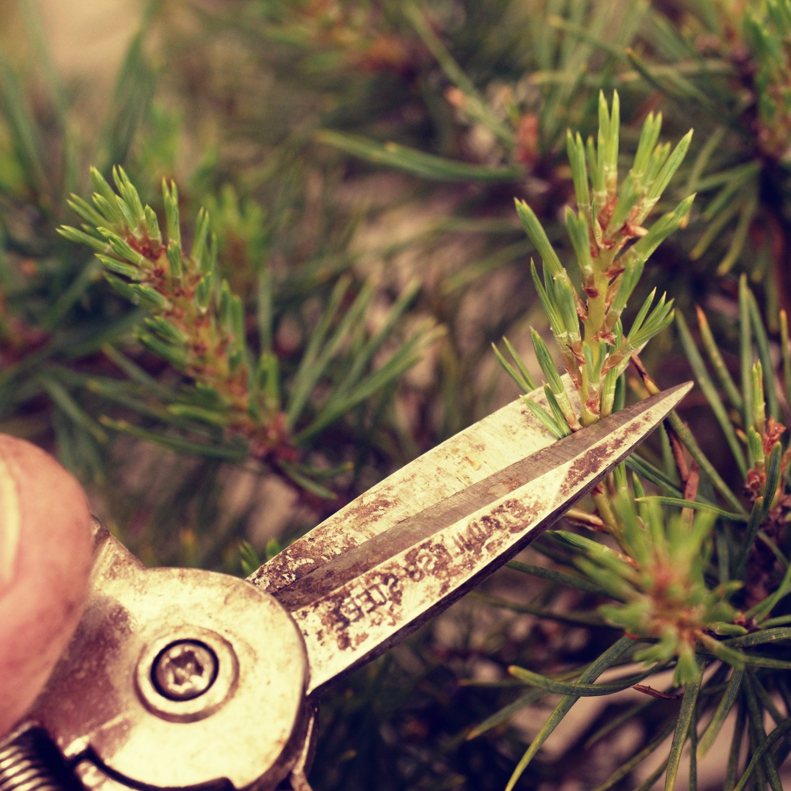 All about Tools and Garden Equipment