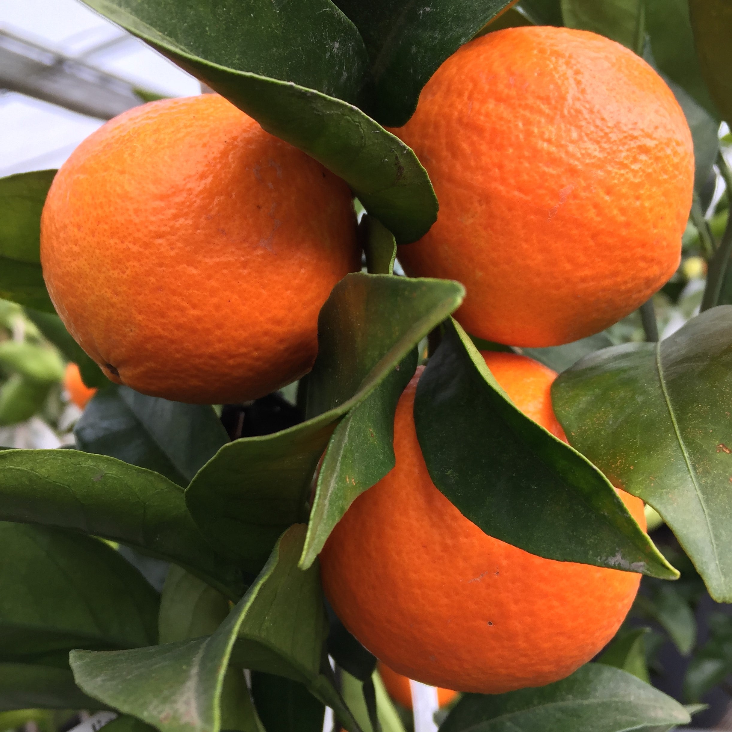 Getting Started with Zesty Citrus
