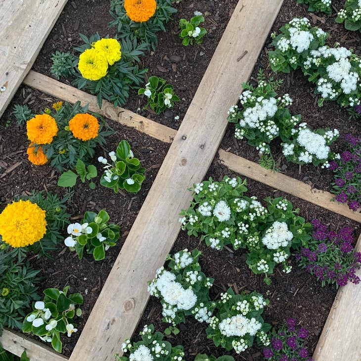 Kings in the Community - University of Auckland Bee Sanctuary