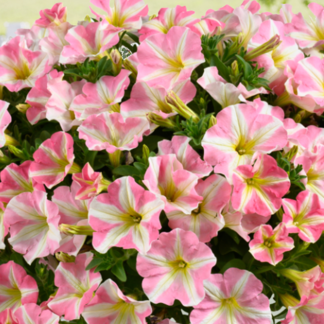 Pretty Petunias