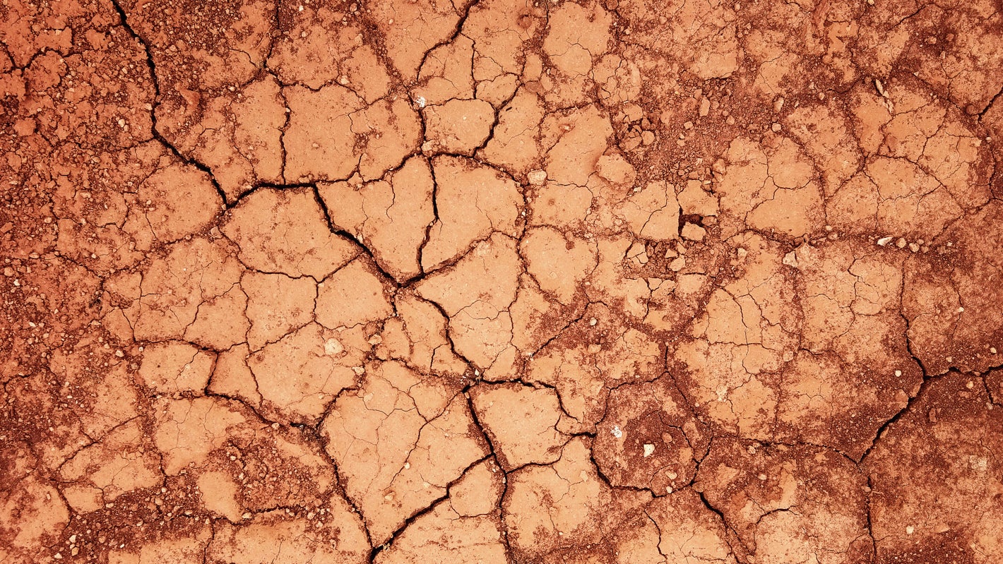 Growing in Clay Soil