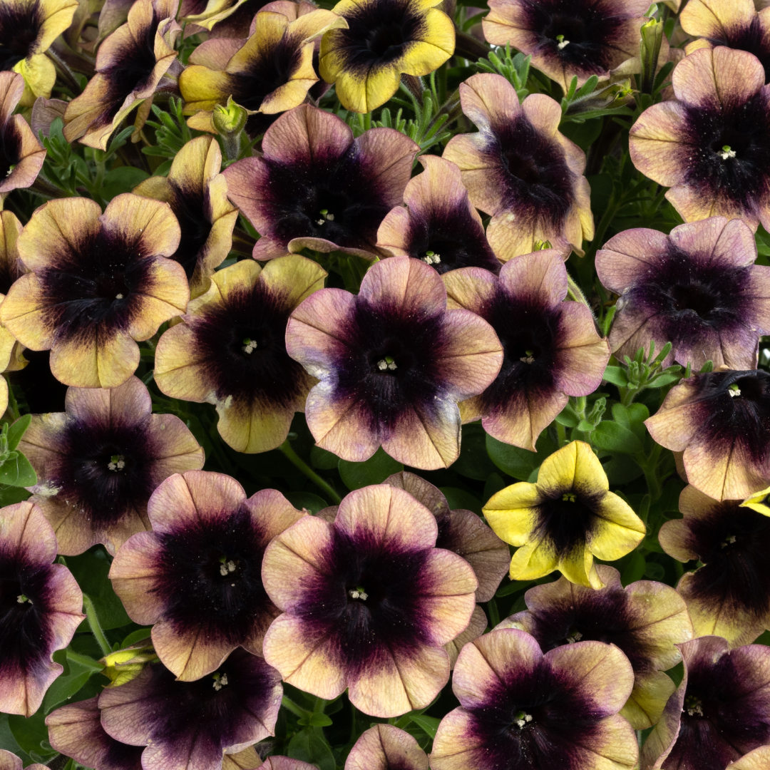 Pretty Petunias