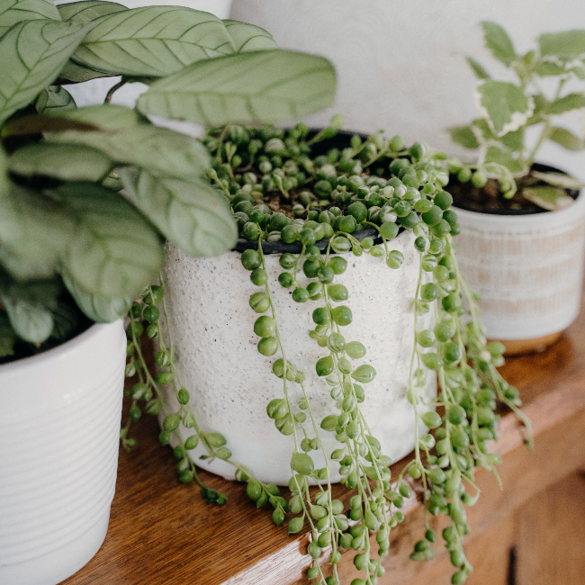 Indoor Plant Styling