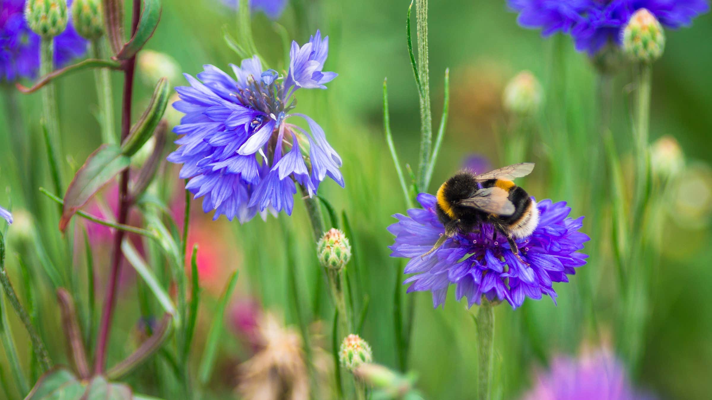 Bee Guide March