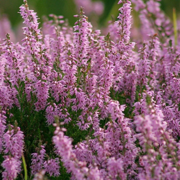 Bee Guide May