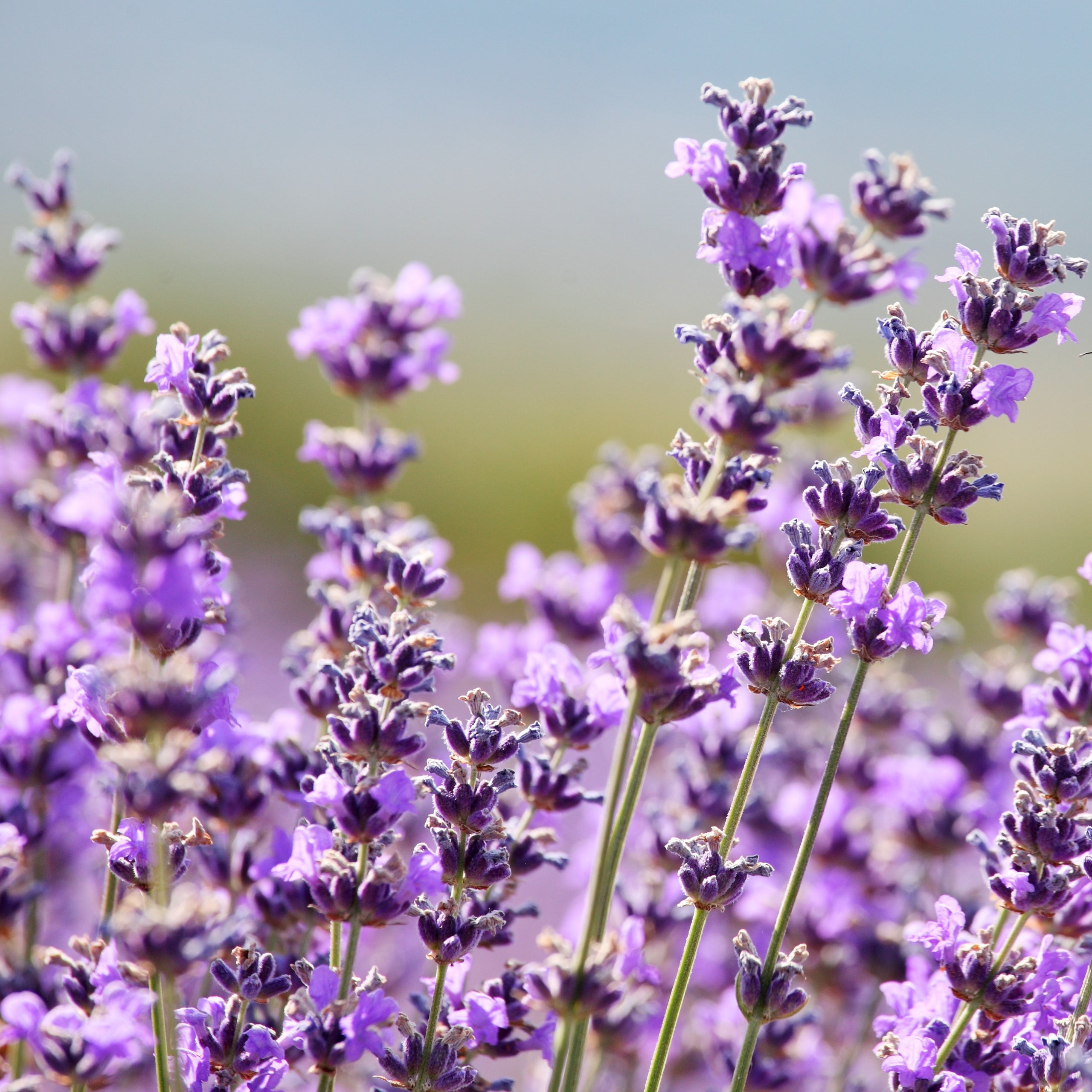 Creating a Butterfly Garden