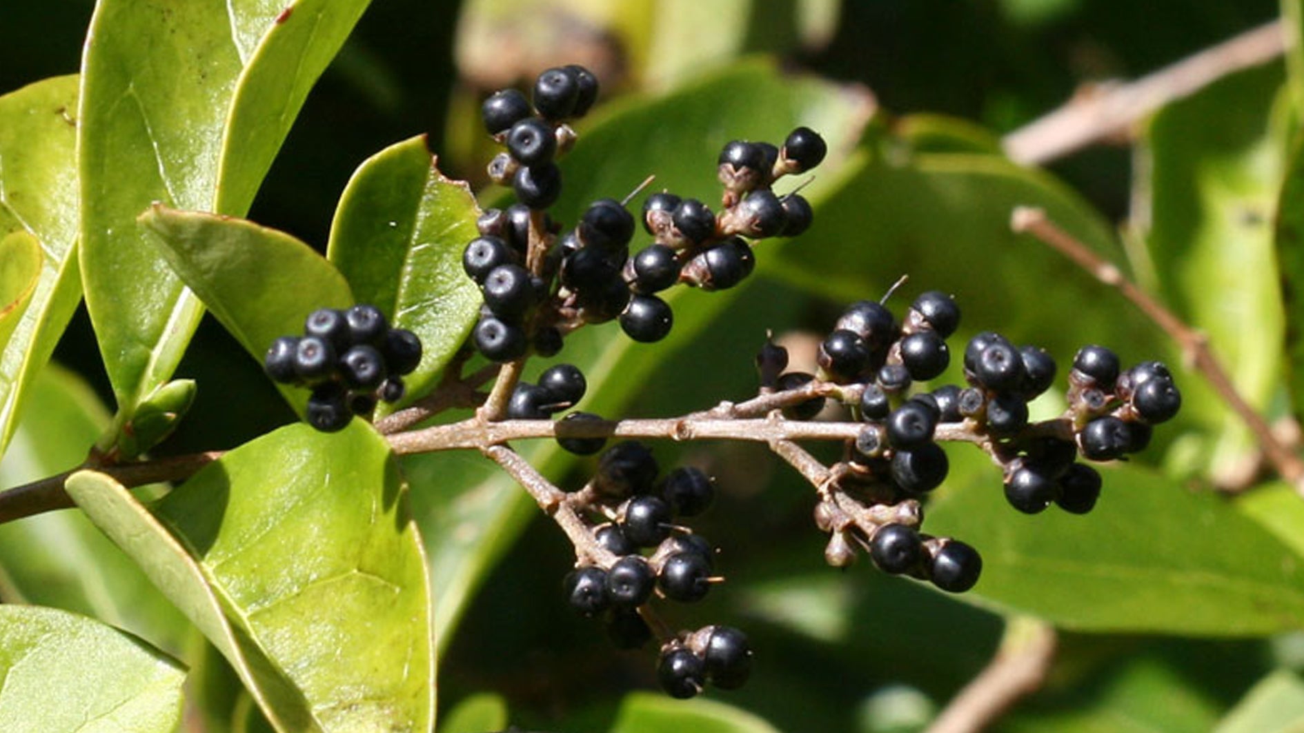 Privet