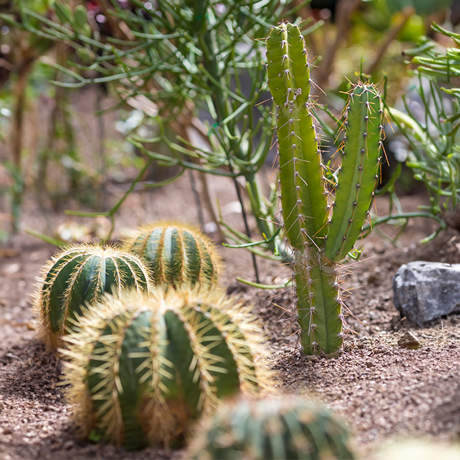 Designing Your Own Cacti Garden