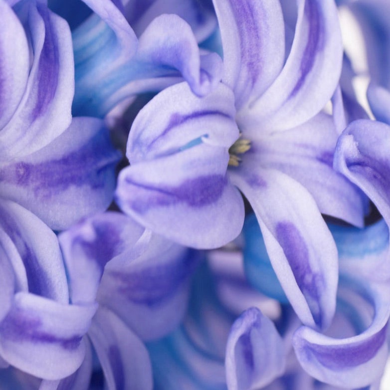 Planting Spring Bulbs in Bowls