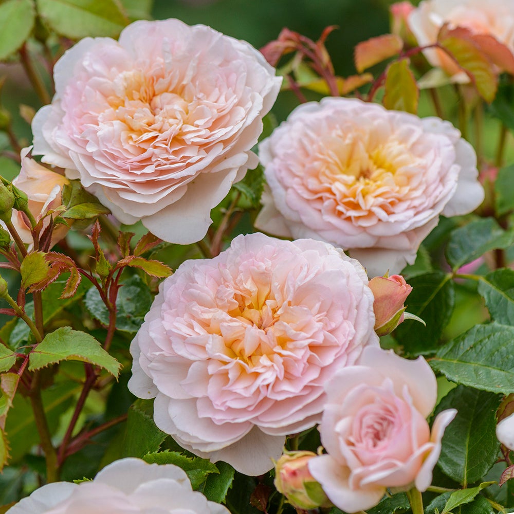 Our Top Rose Varieties