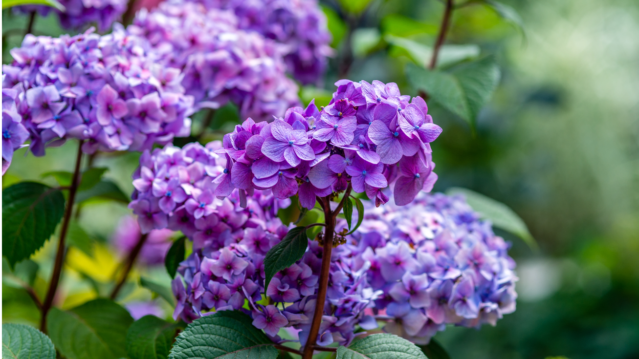 The Classic Beauty of Hydrangeas