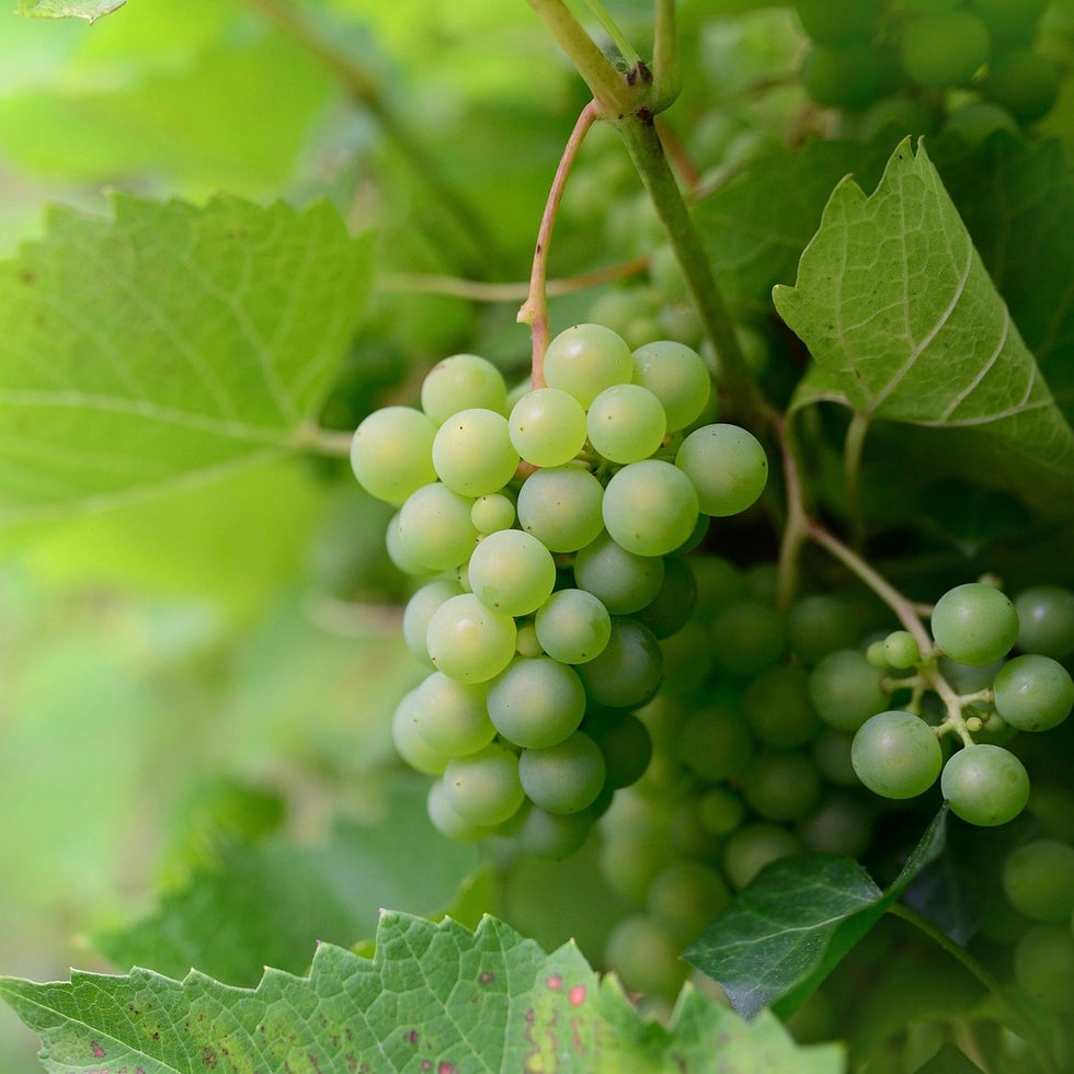 Growing Grapes