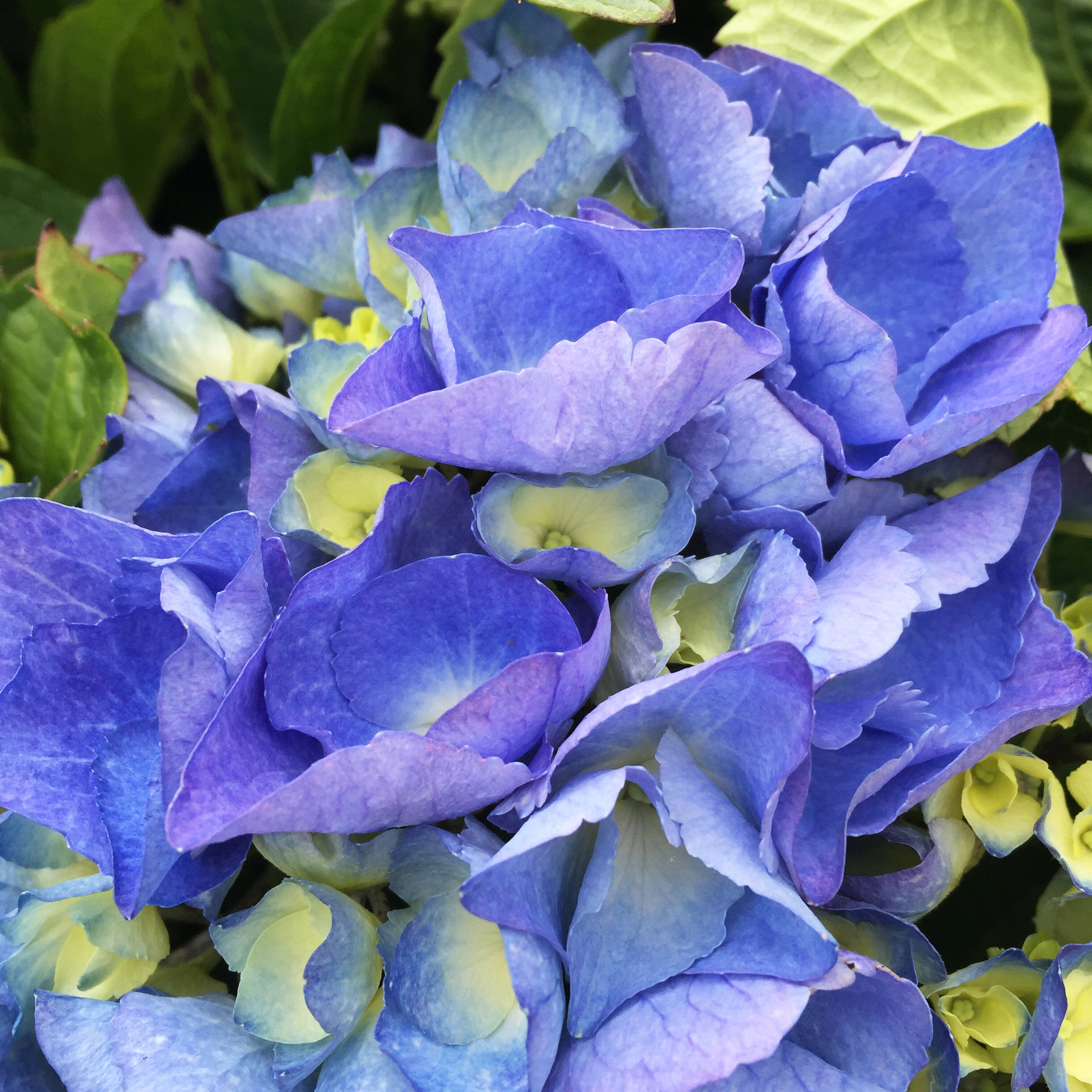 Choosing the perfect Hydrangea