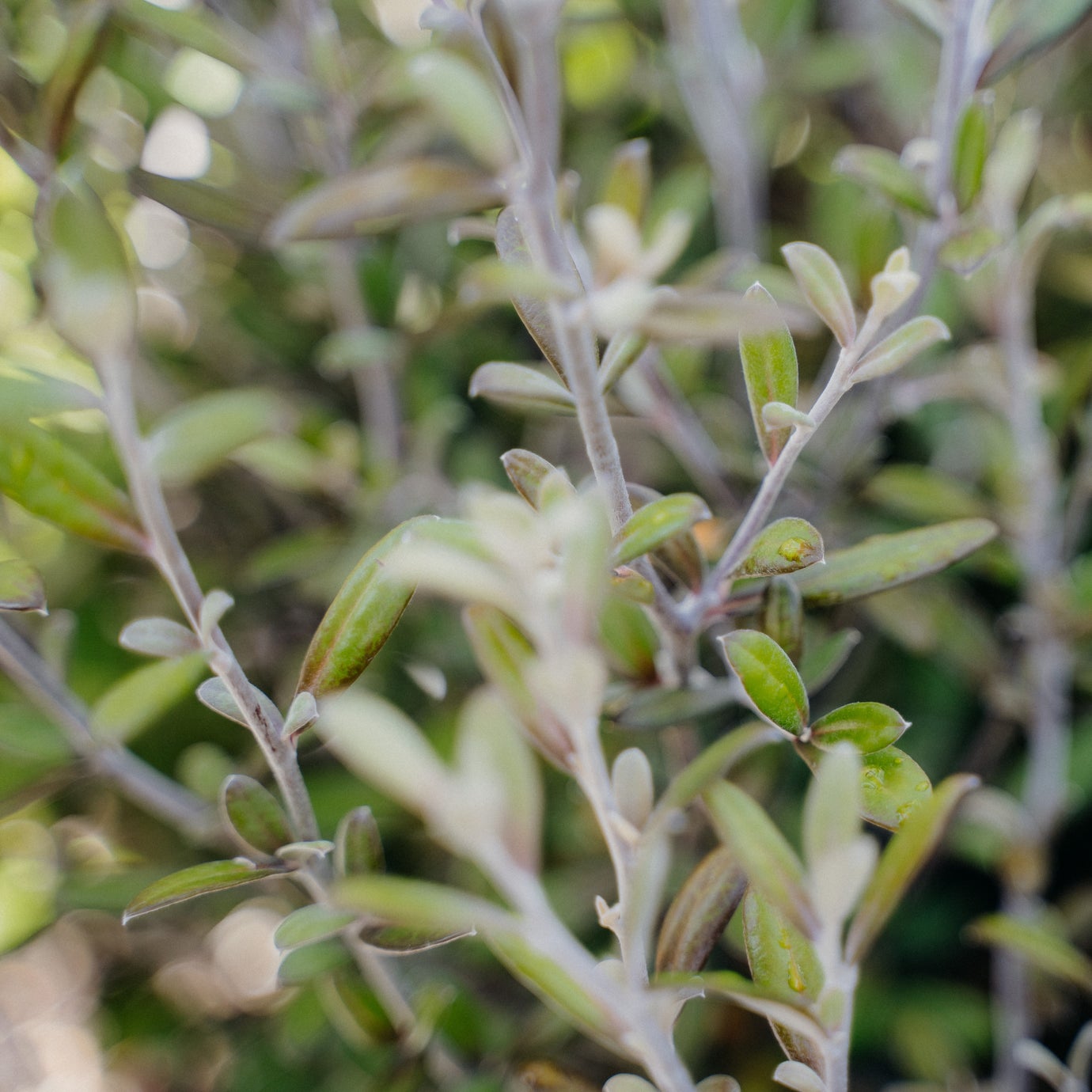 Our Top Hedging Plants