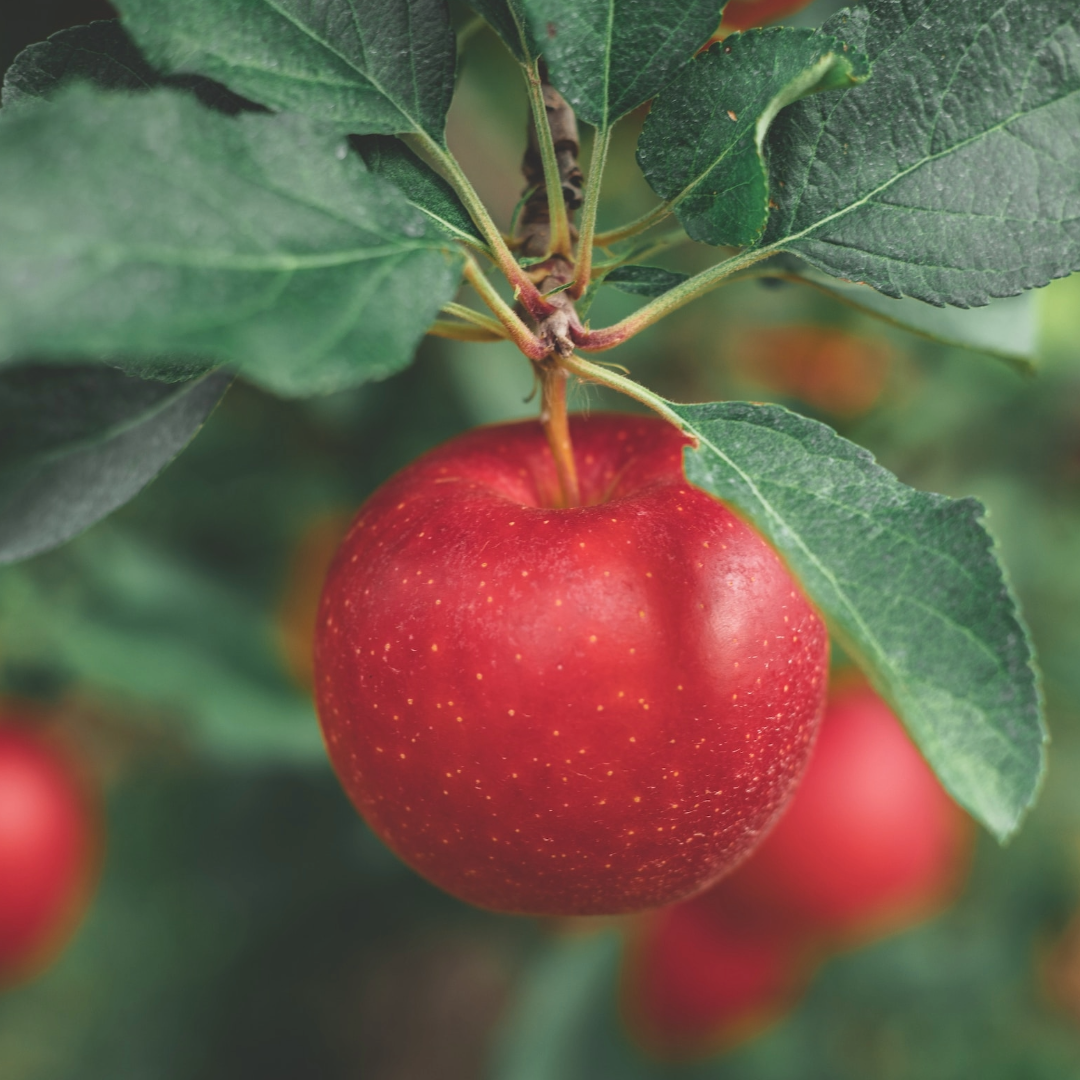 Your Kitchen Garden - Deciduous Fruit