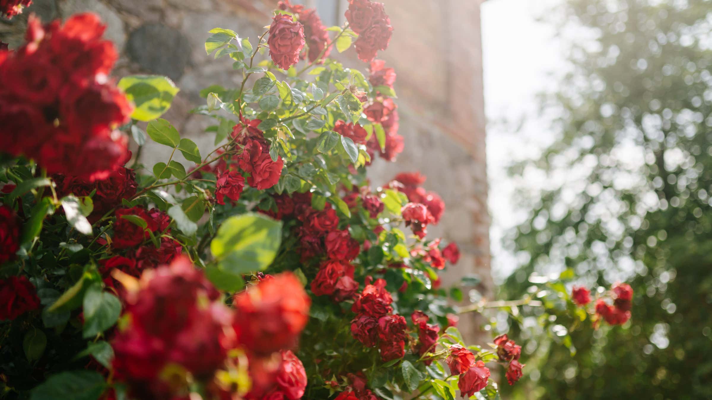A Beginner's Guide to Roses