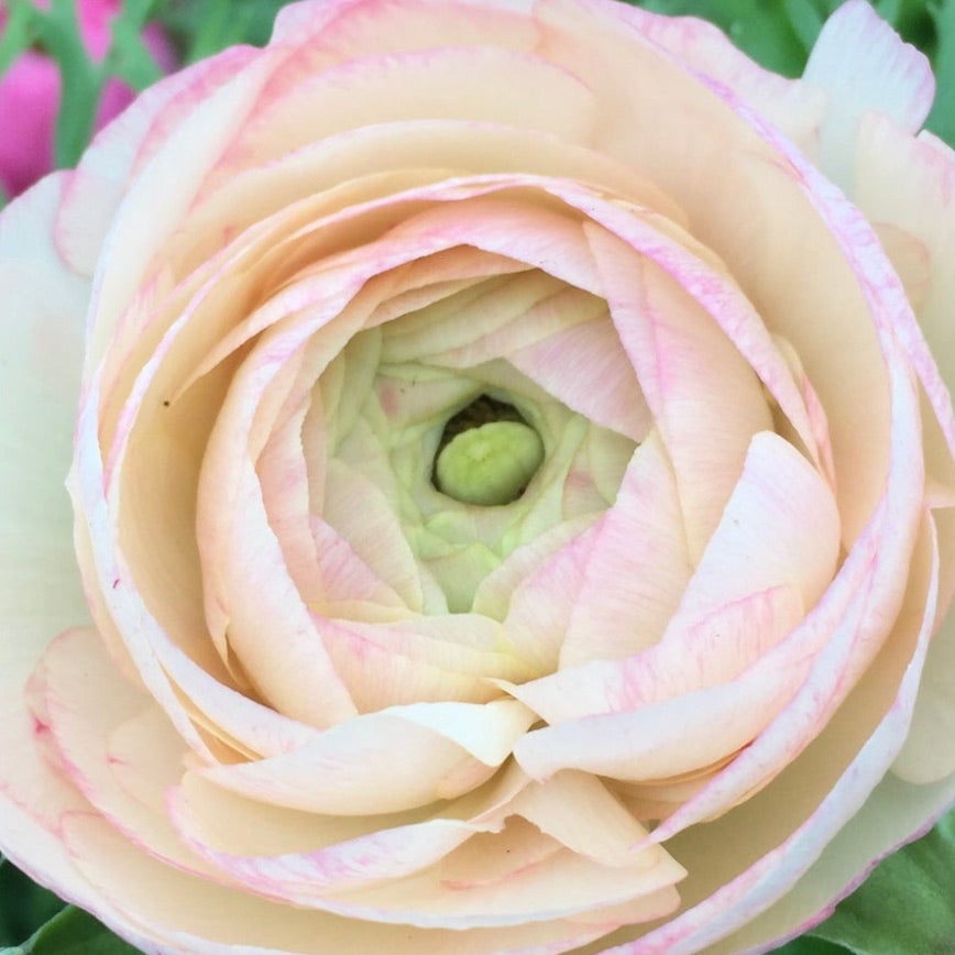 Planting Spring Bulbs in Bowls