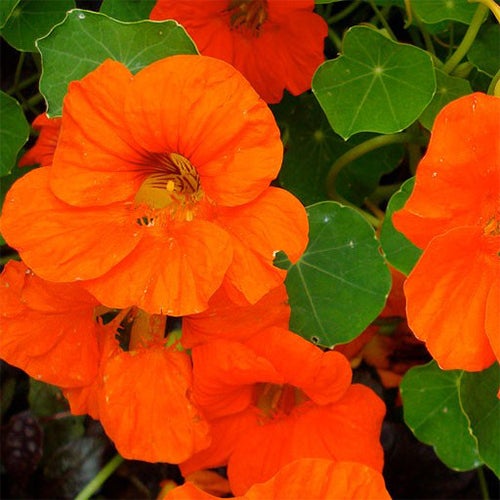 Growing your Own Flower Gardens