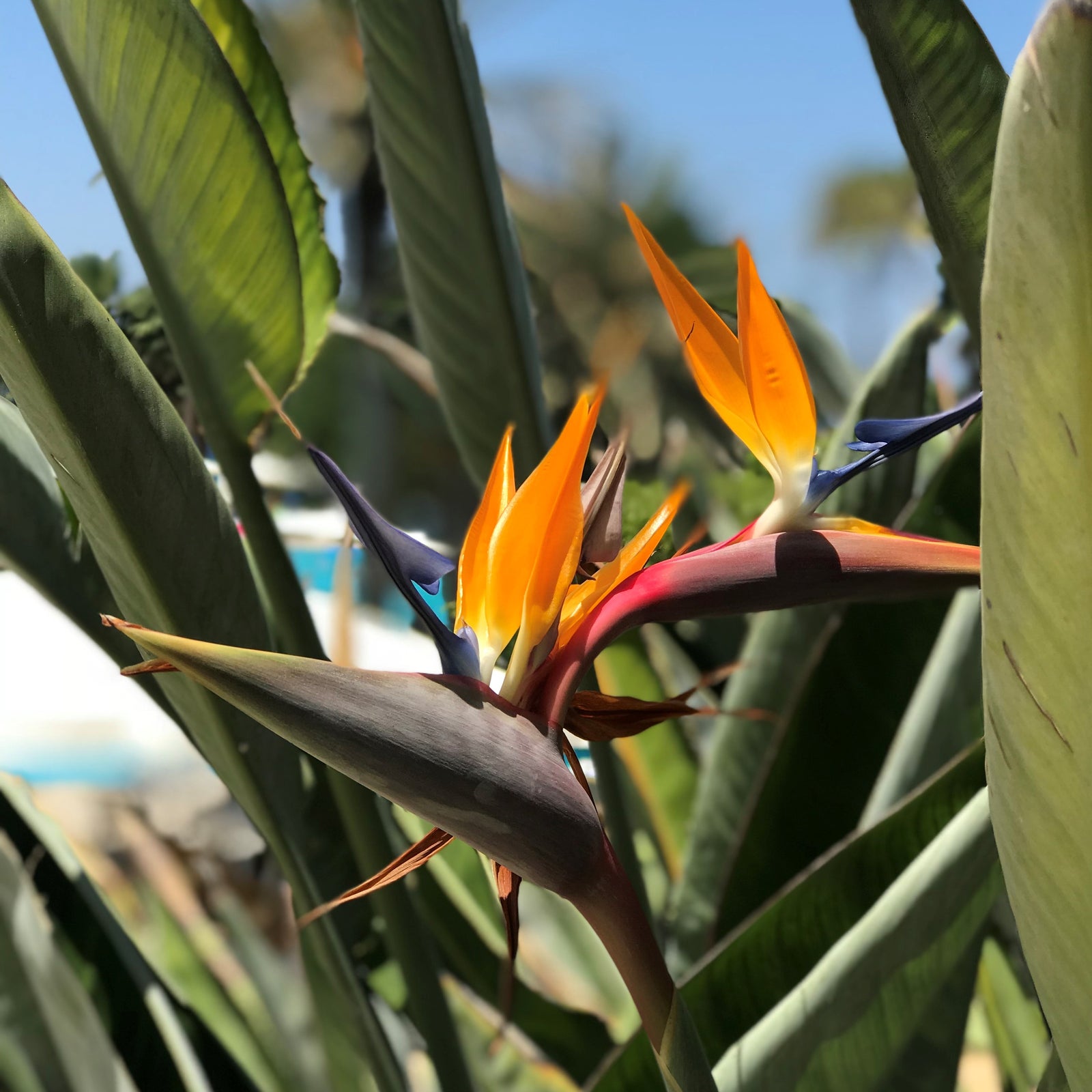 Transform Your Garden Into A Tropical Paradise | Kings