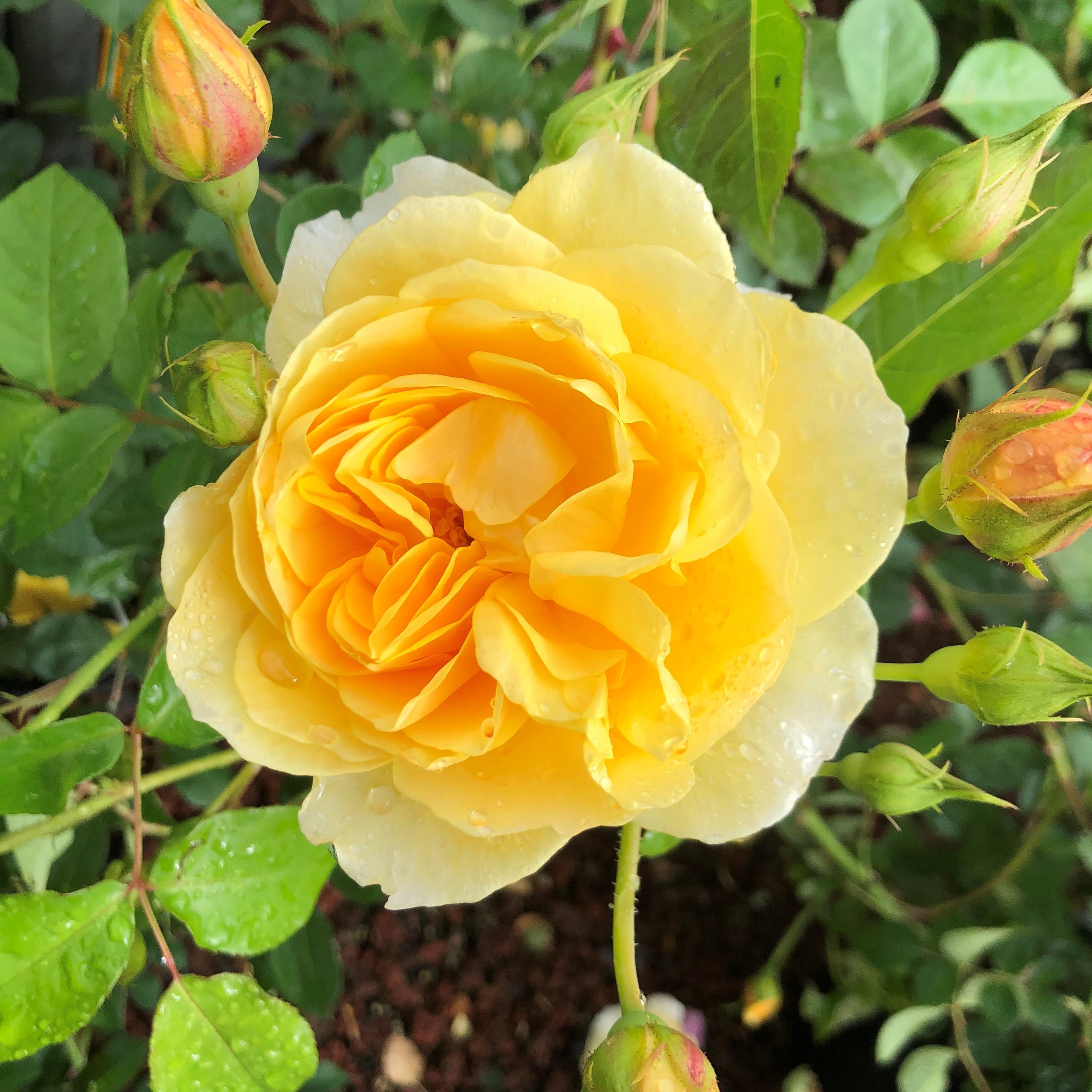 A Beginner's Guide to Roses