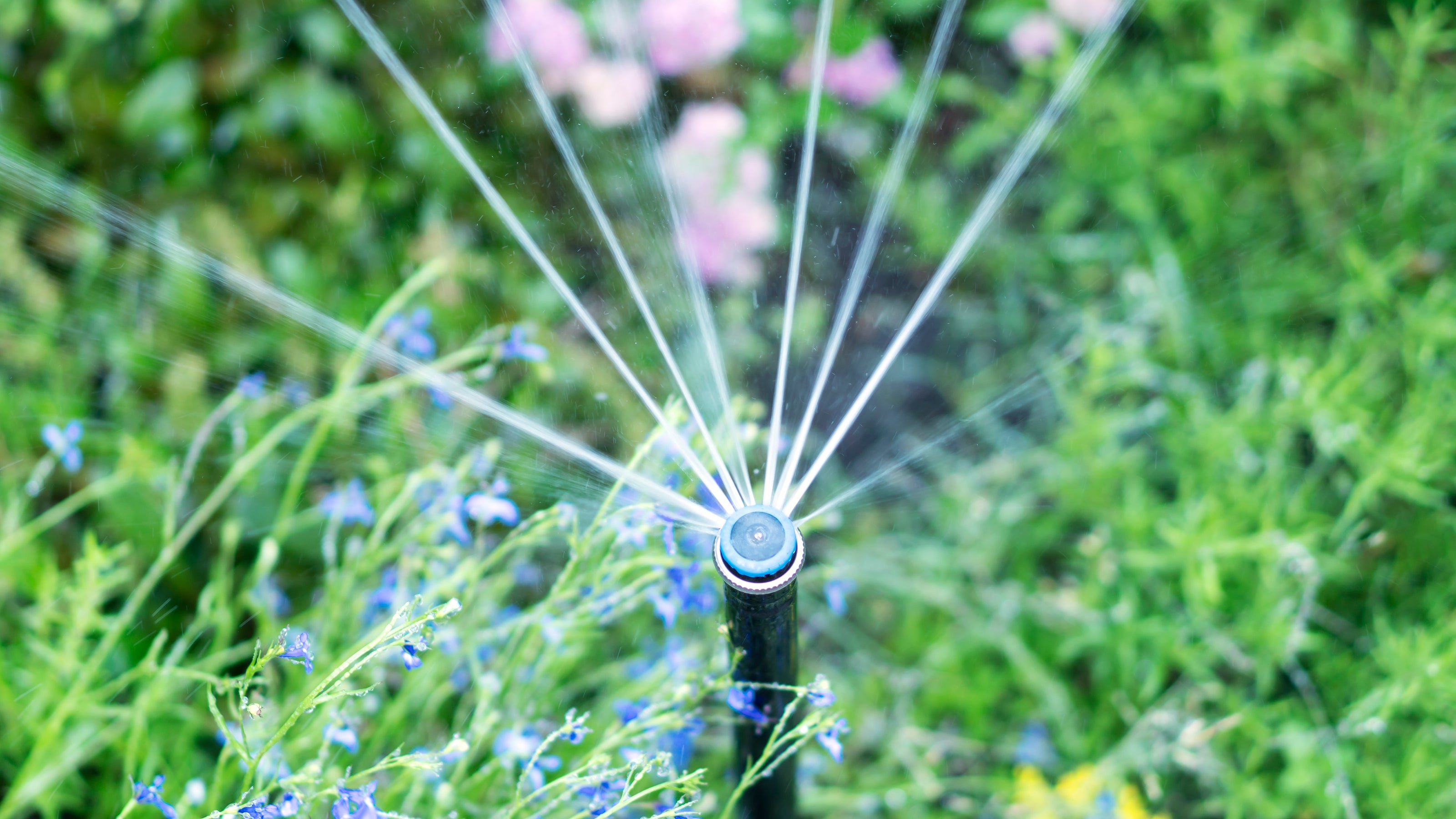 A Beginner's Guide to Micro-Irrigation