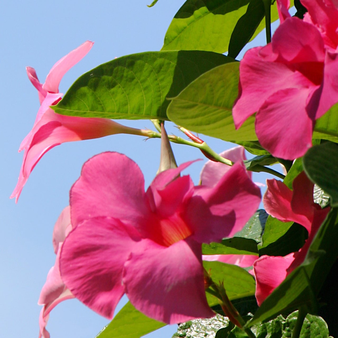 Transform Your Garden Into A Tropical Paradise | Kings