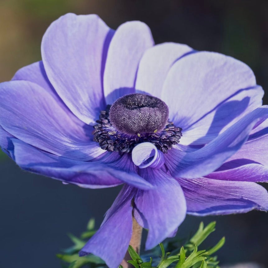 Planting Spring Bulbs in Bowls