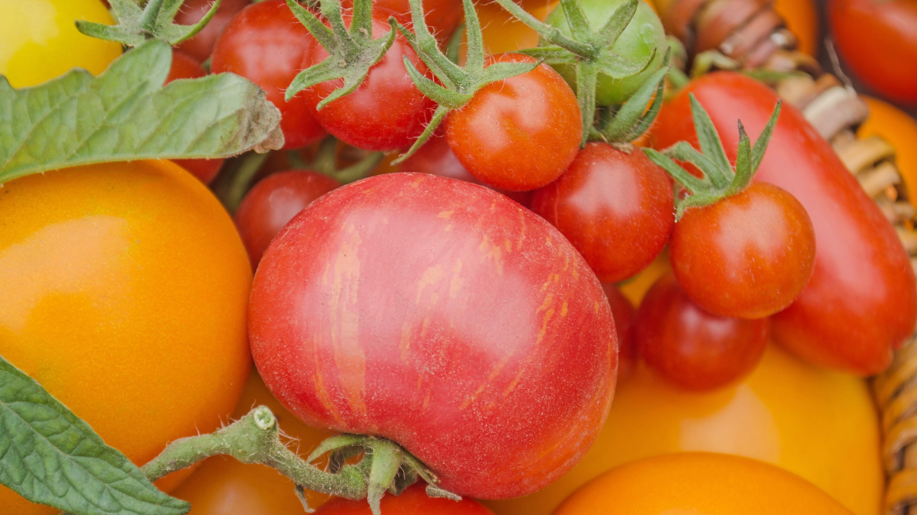 Our Guide to Tomato Varieties