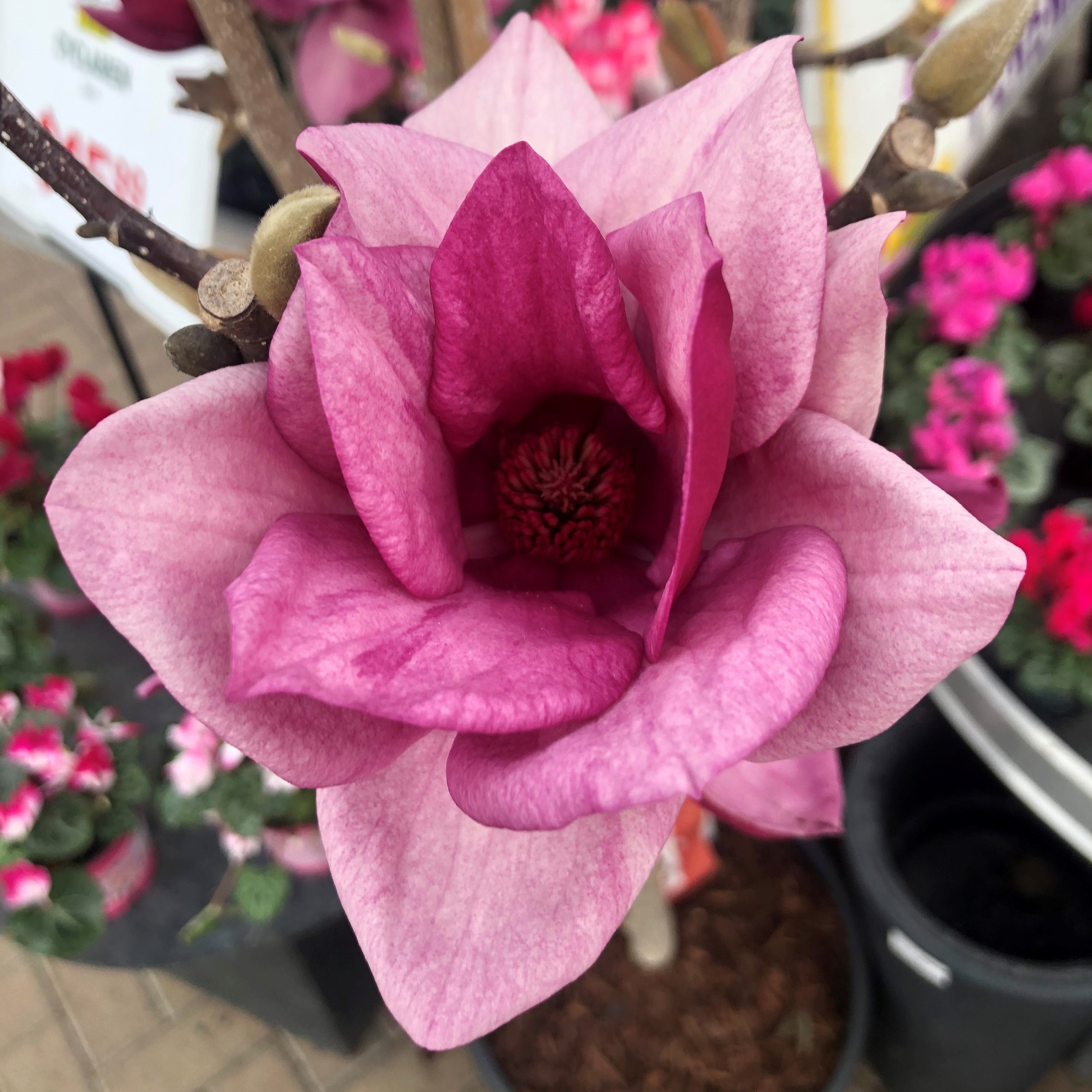 Planting a Winter Garden