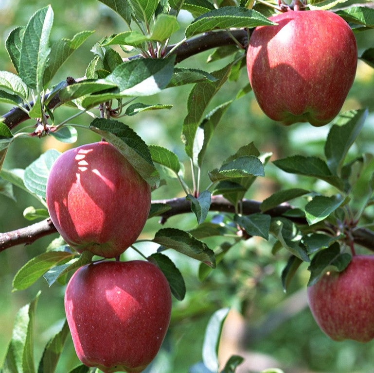 A Beginner's Guide to Deciduous Fruit