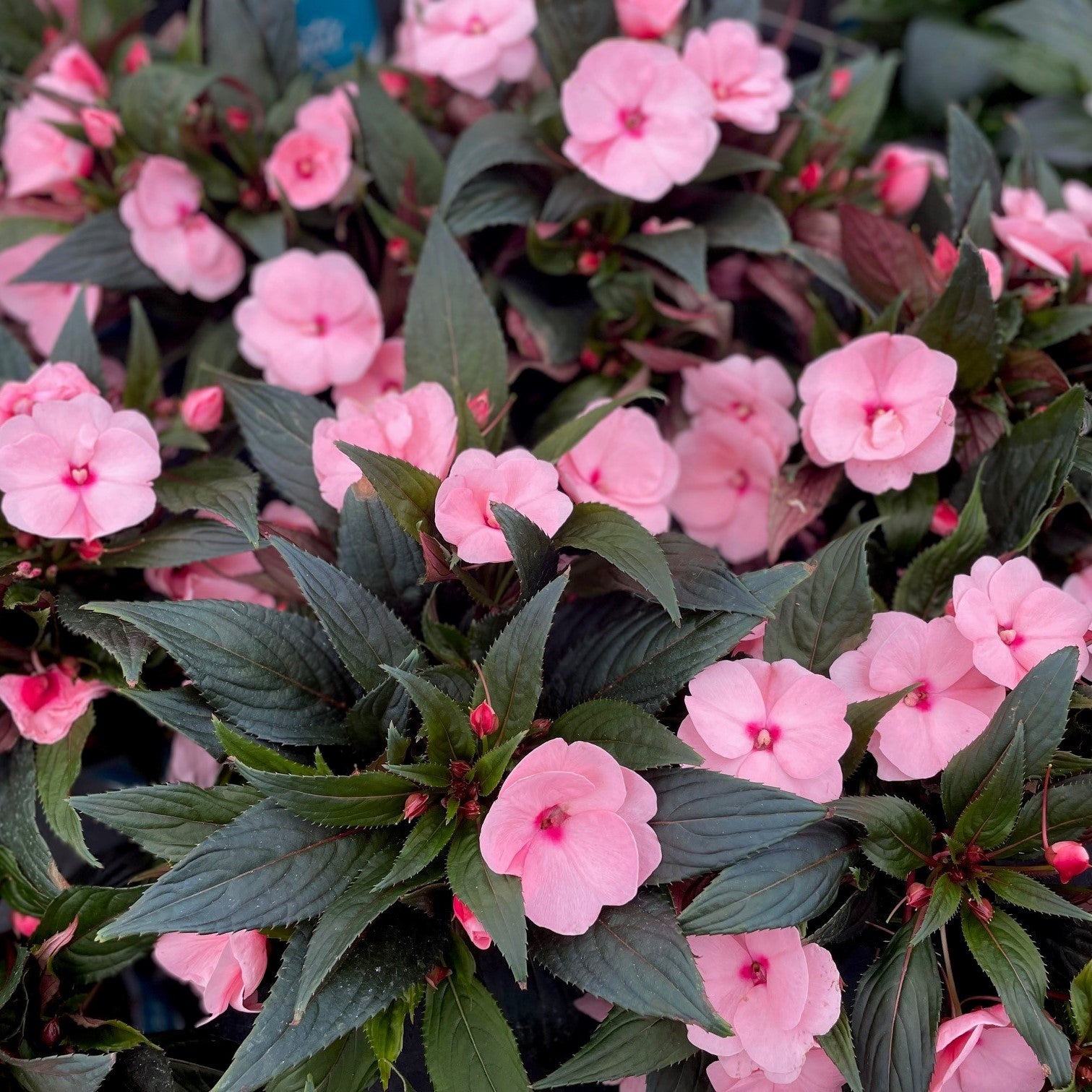 Elevate Your Patio with Thrillers, Fillers and Spillers