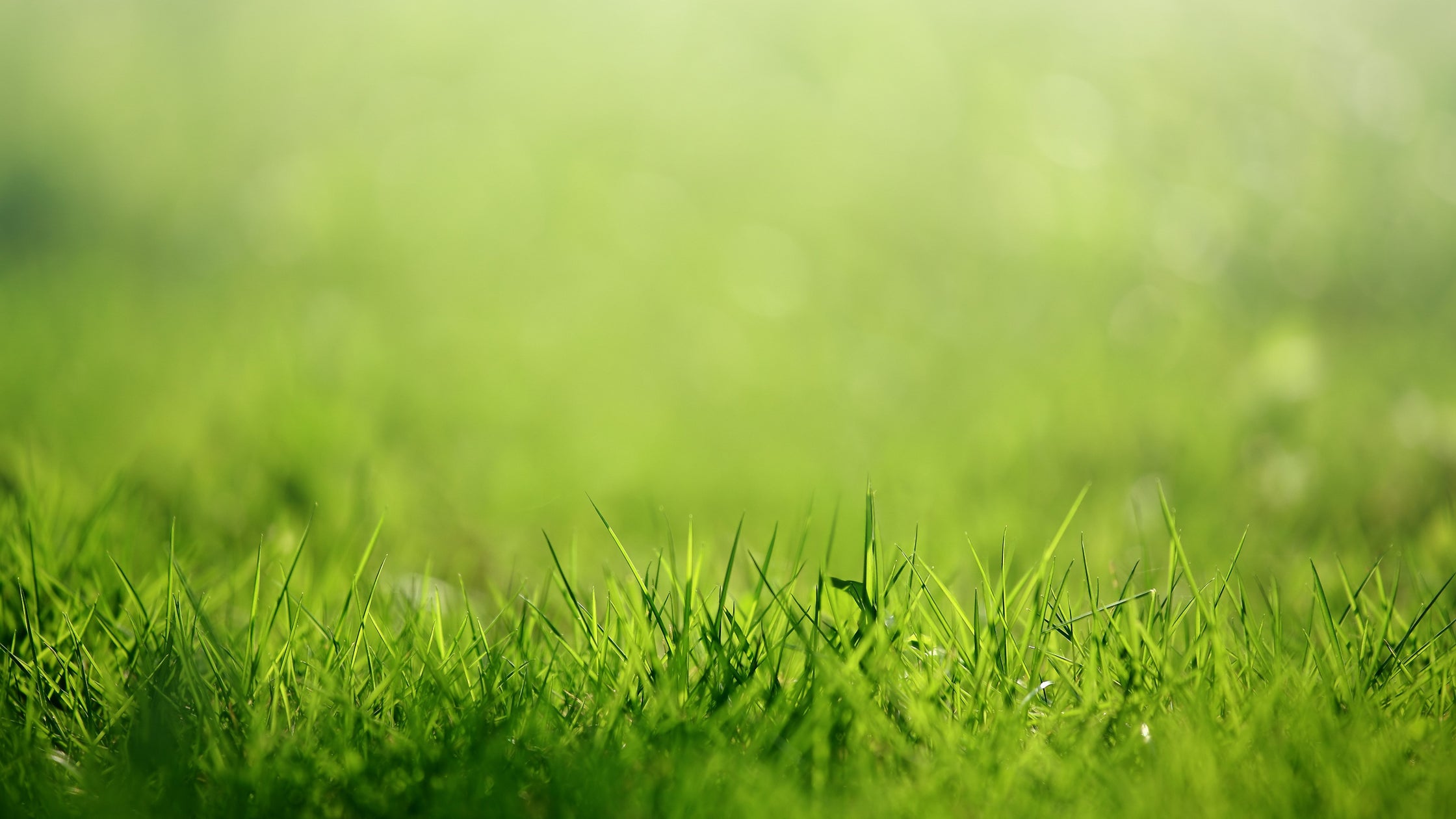 The Art of Growing a Lush Lawn