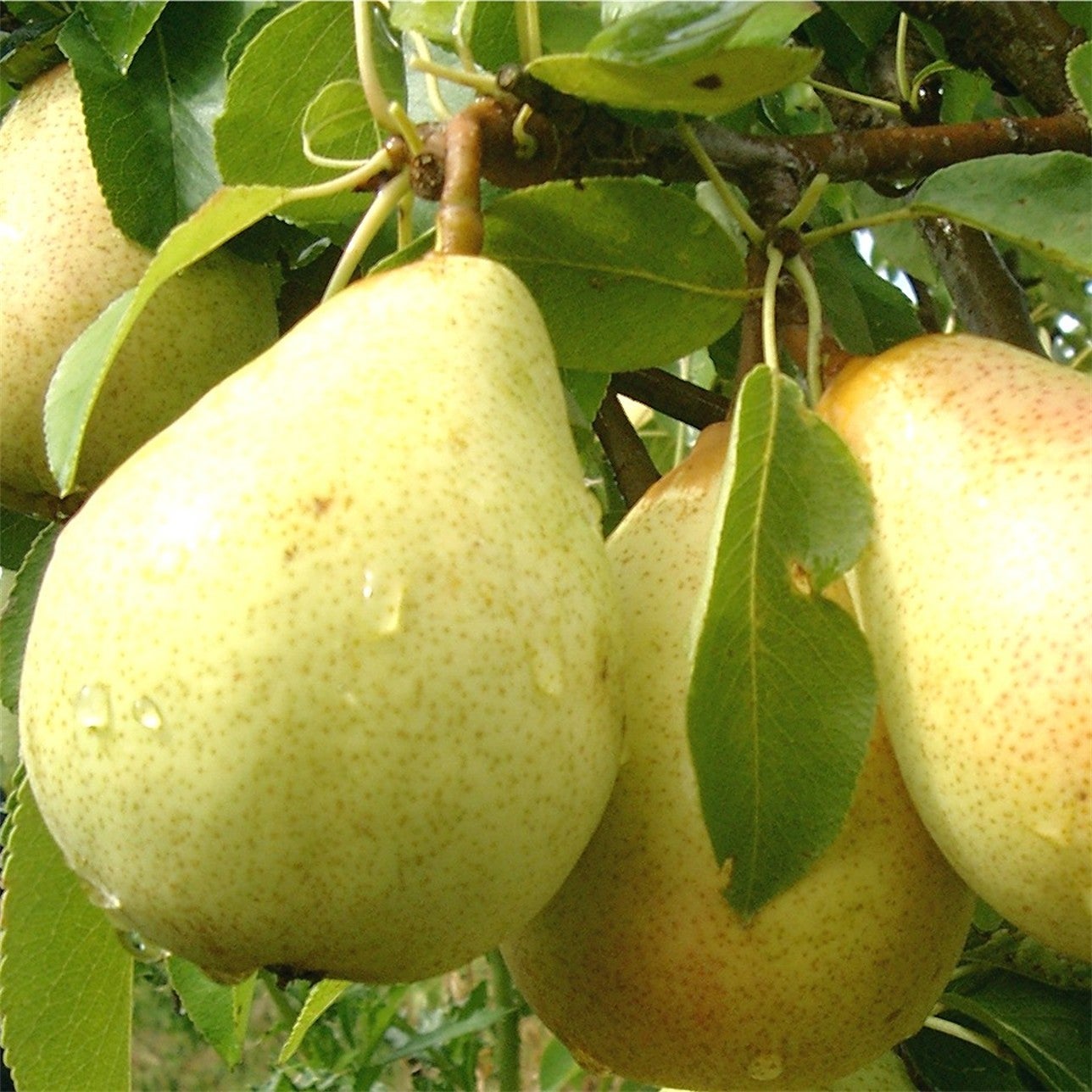 A Beginner's Guide to Deciduous Fruit