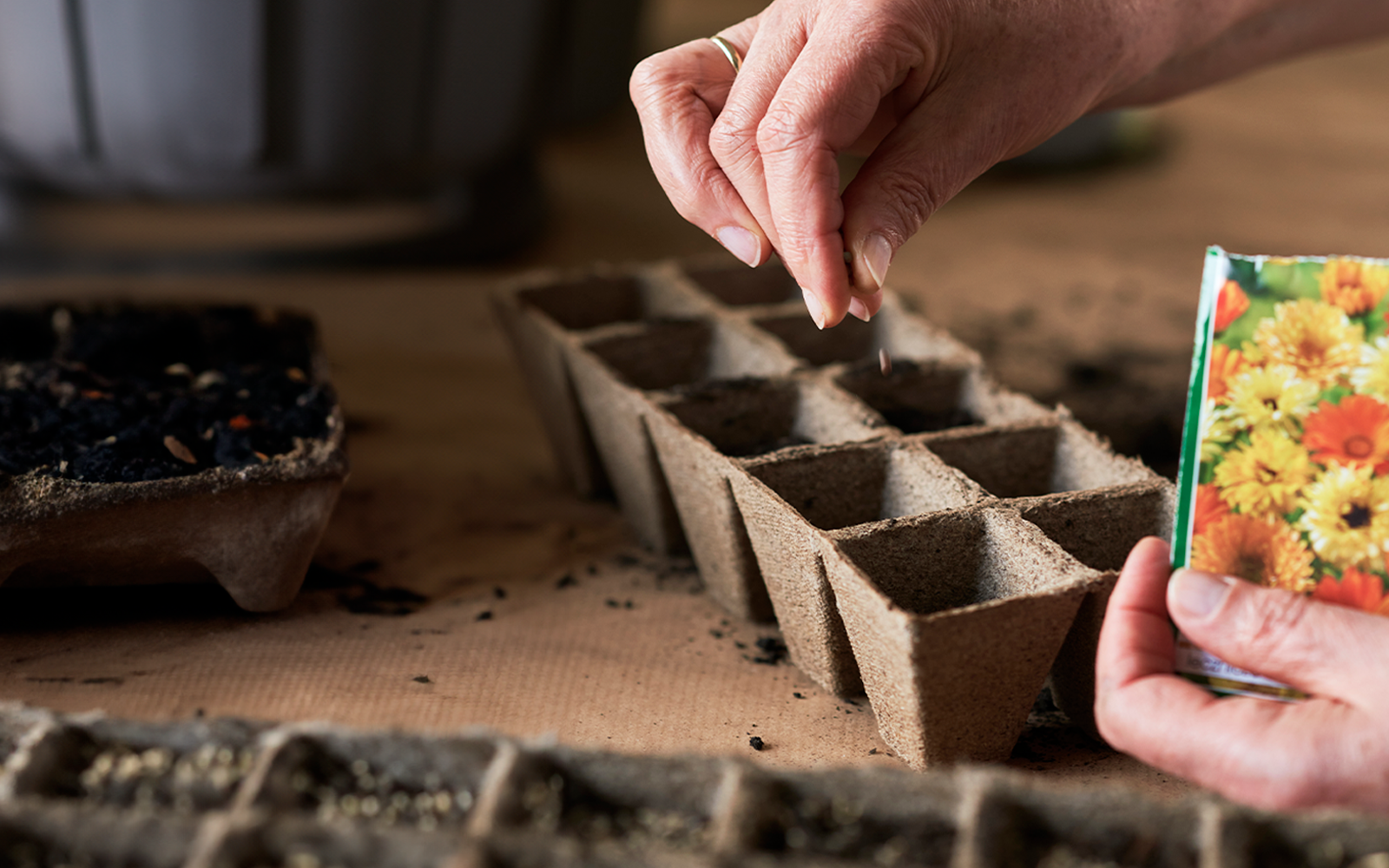 Begin Your Journey of Growing from Seed