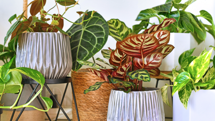Styling Tips for Indoor Plants