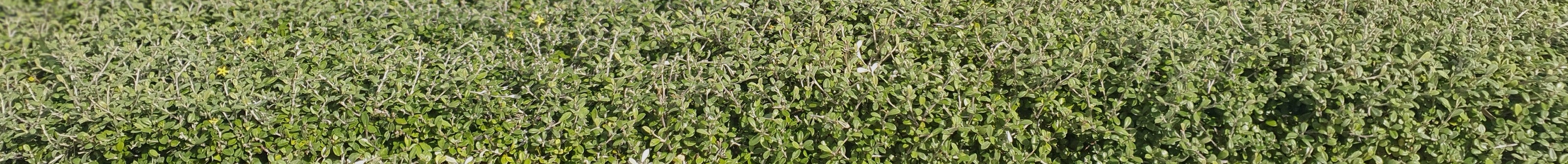 Corokia