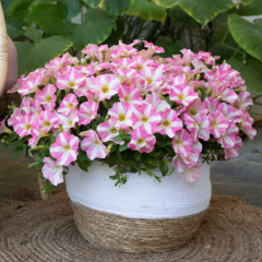 A Splash of Colour - Pretty Petunias