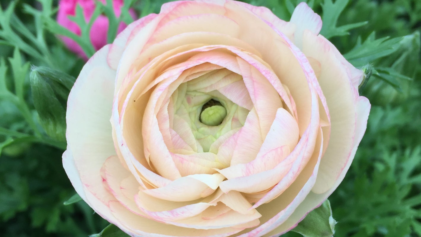 All About Spring Bulbs